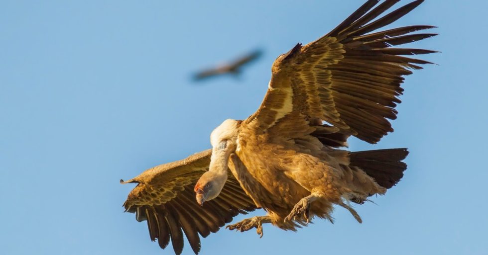 Gieren en andere spectaculaire vogels in Cádiz | Walking in Cádiz
